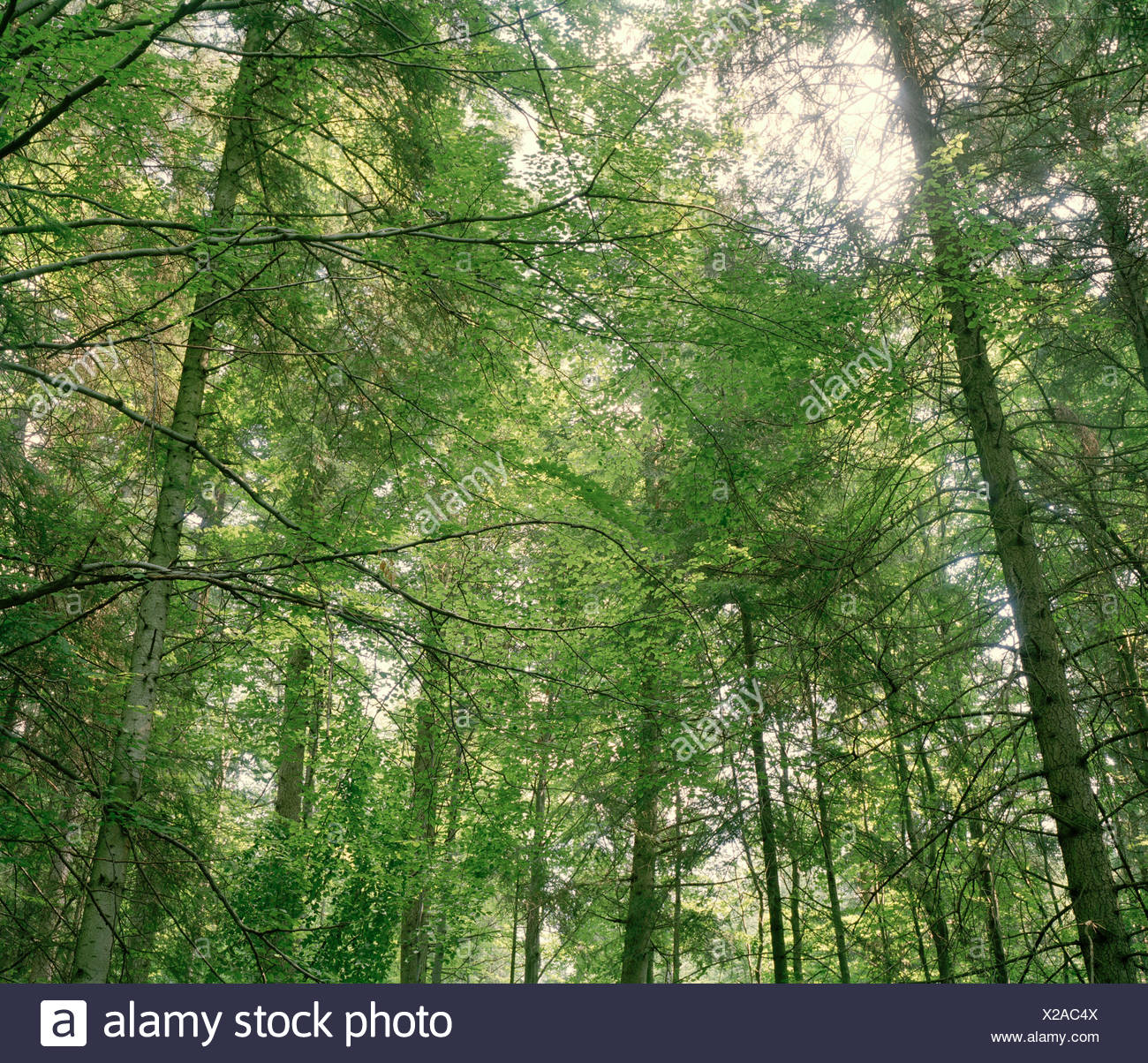 Tree Canopy Nature Background High Resolution Stock Photography and ...