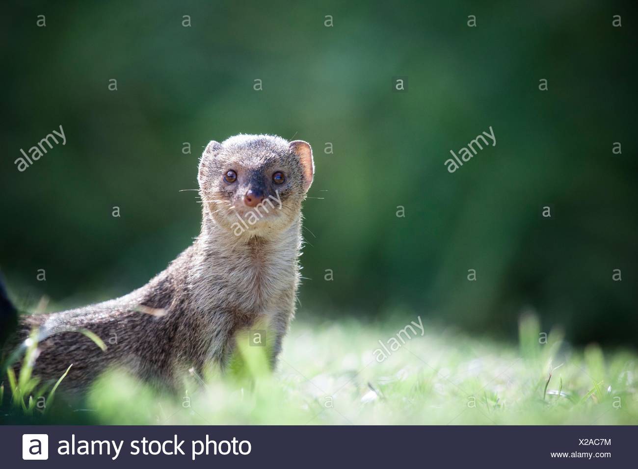 Mongoose Hawaii Stock Photos & Mongoose Hawaii Stock Images - Alamy