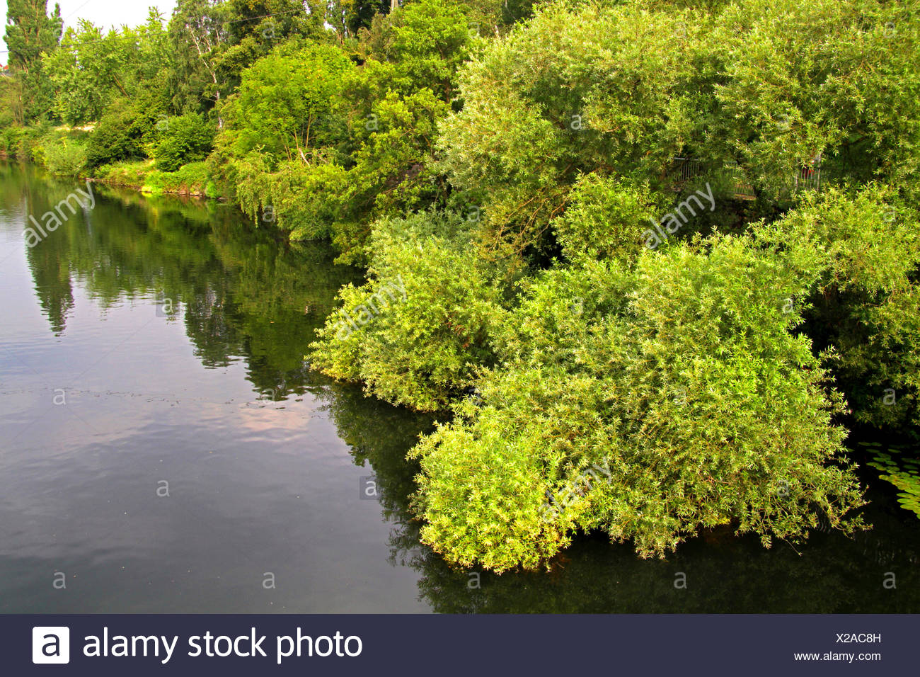 Willow Bushes High Resolution Stock Photography and Images - Alamy