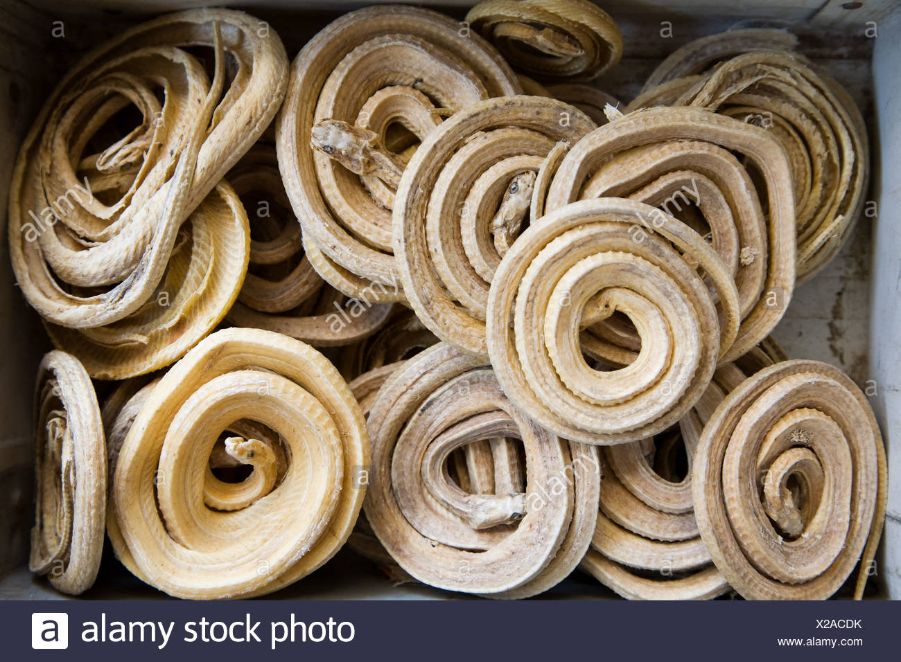 Lots Of Snakes High Resolution Stock Photography and Images - Alamy