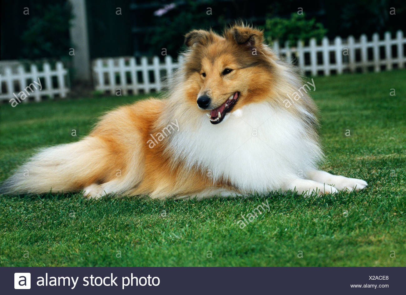Sheltie Herding Sheep High Resolution Stock Photography and Images - Alamy