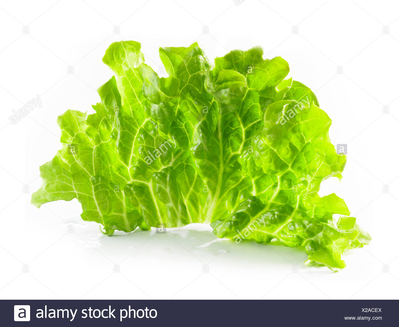 Batavia Lettuce Stock Photos & Batavia Lettuce Stock Images - Alamy