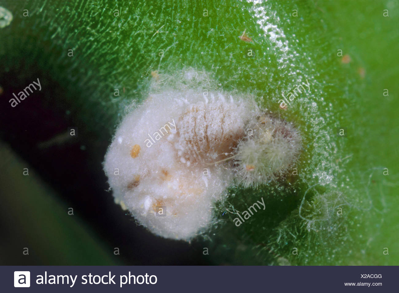 Scale Bugs High Resolution Stock Photography and Images - Alamy