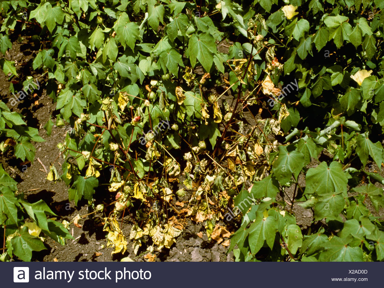 Root_rot High Resolution Stock Photography and Images - Alamy