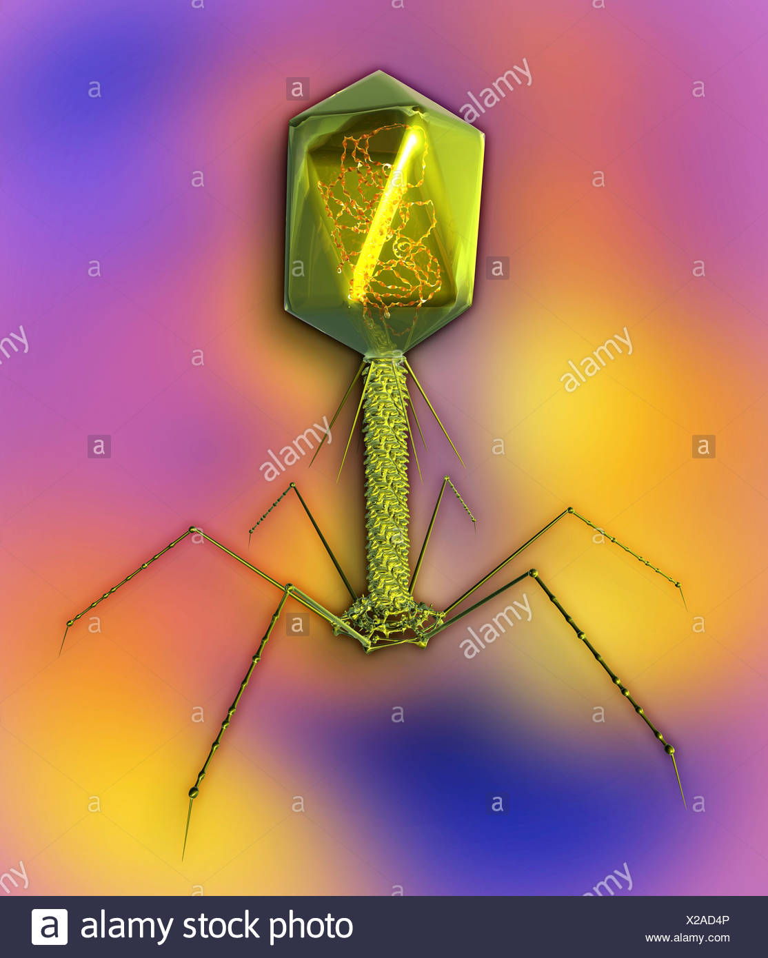 Bacteriophage T4 Virus High Resolution Stock Photography and Images - Alamy