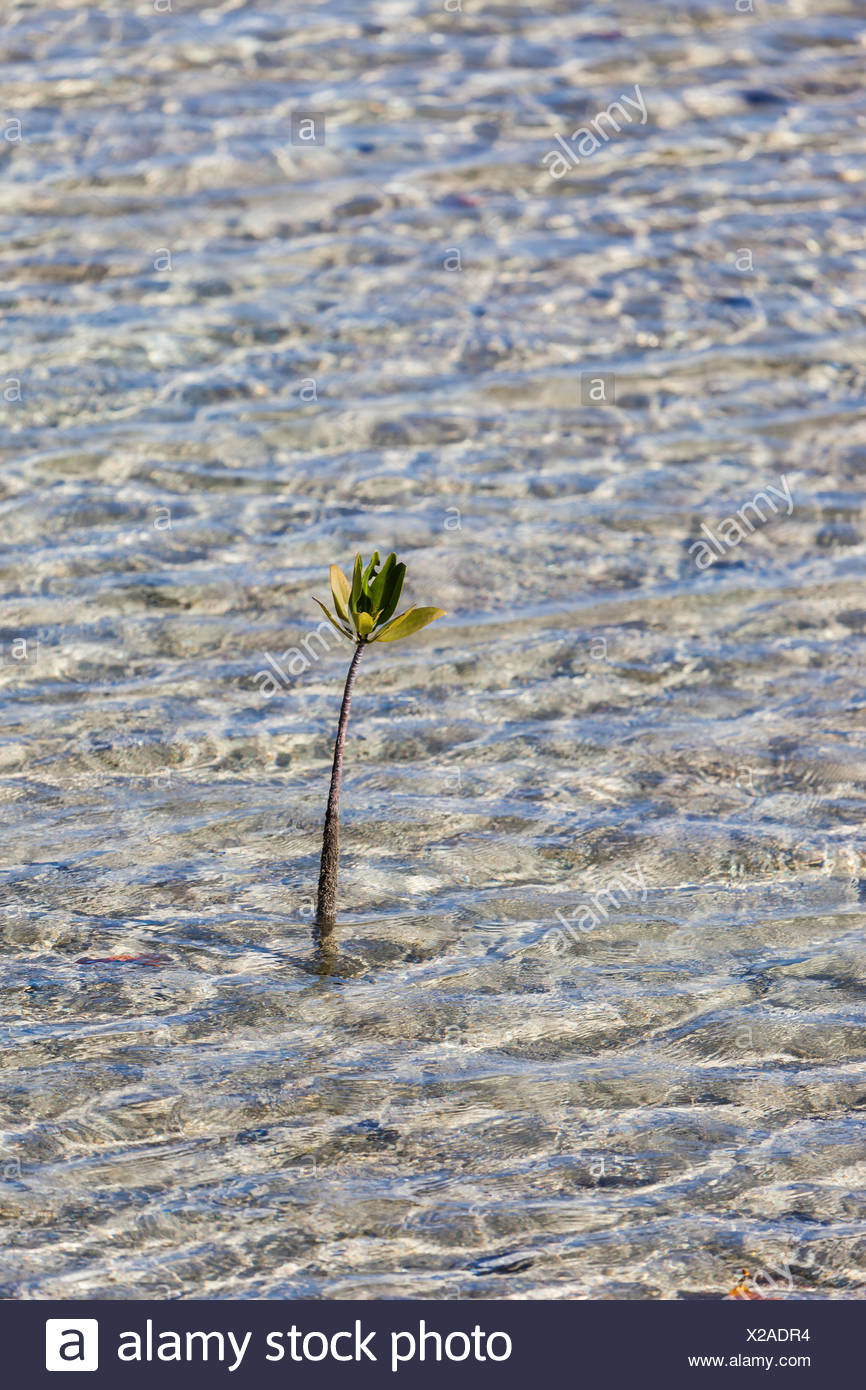 Cuba Mangrove High Resolution Stock Photography and Images - Alamy