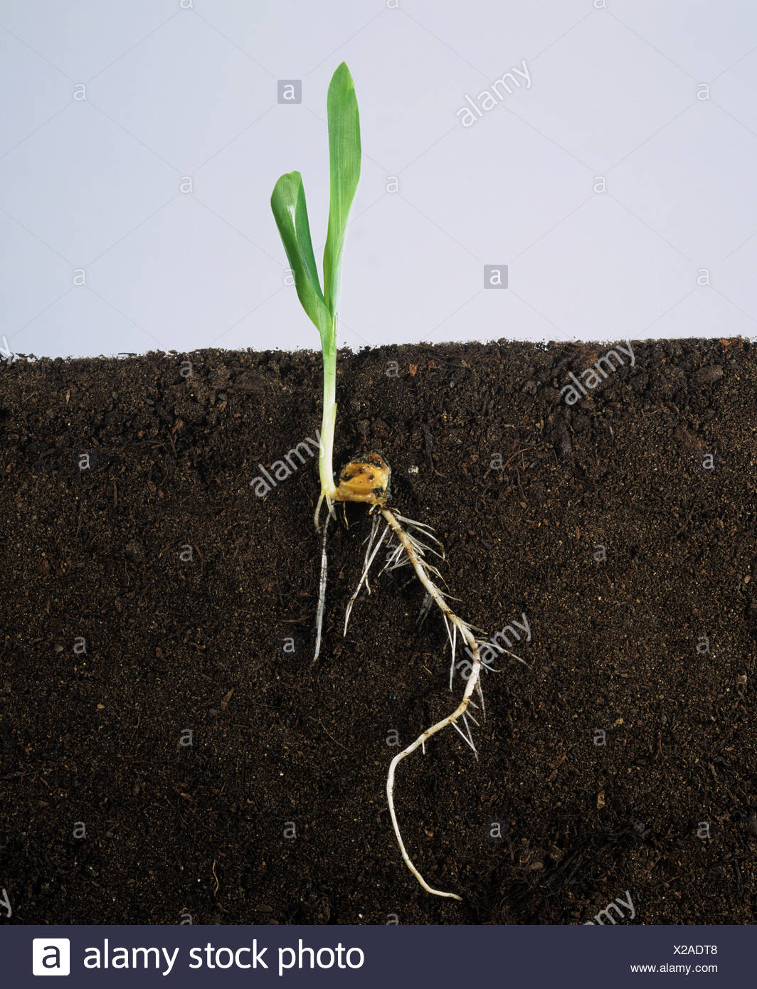 Grain Corn Roots High Resolution Stock Photography and Images - Alamy