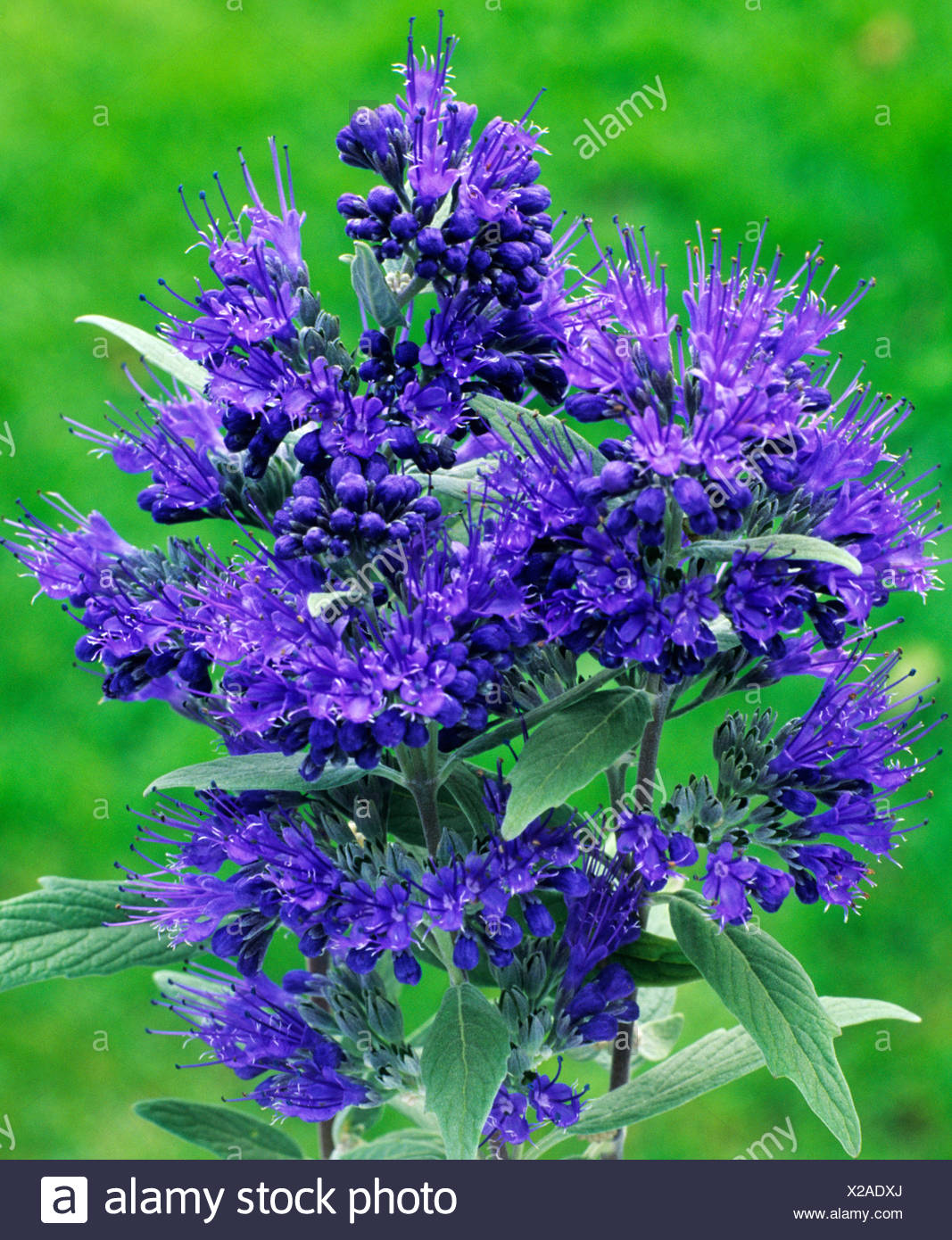 Caryopteris Clandonensis High Resolution Stock Photography and Images ...