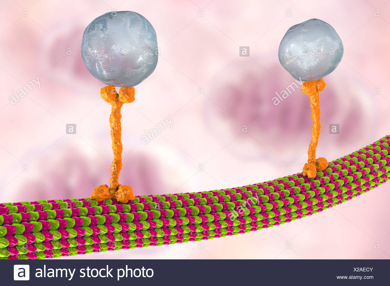 Transport Vesicles High Resolution Stock Photography and Images - Alamy