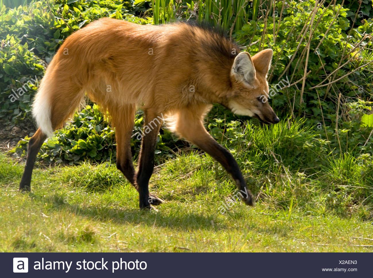 Maned Wolf Stock Photos & Maned Wolf Stock Images - Alamy