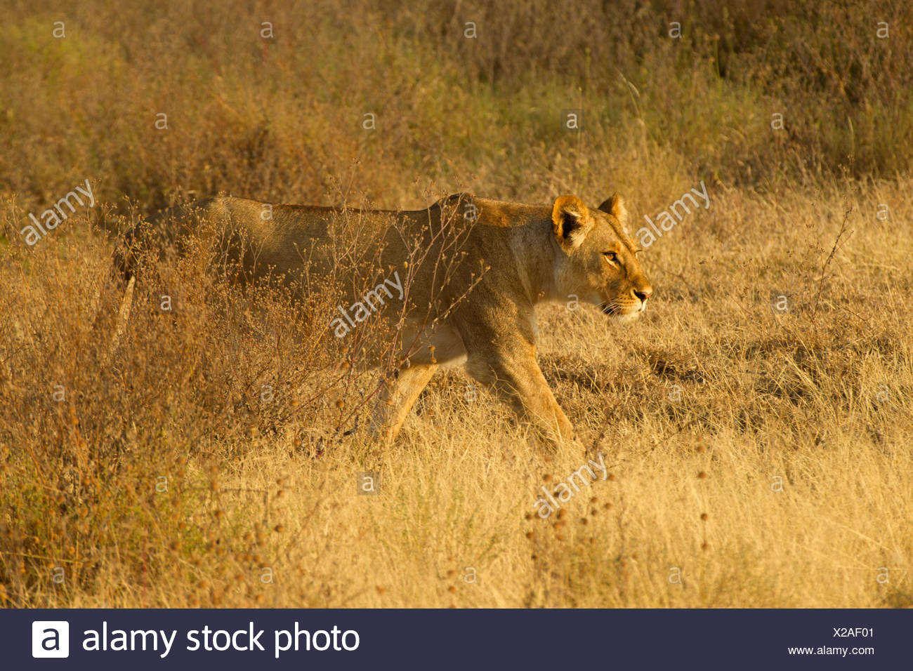 Lion Stalking High Resolution Stock Photography and Images - Alamy