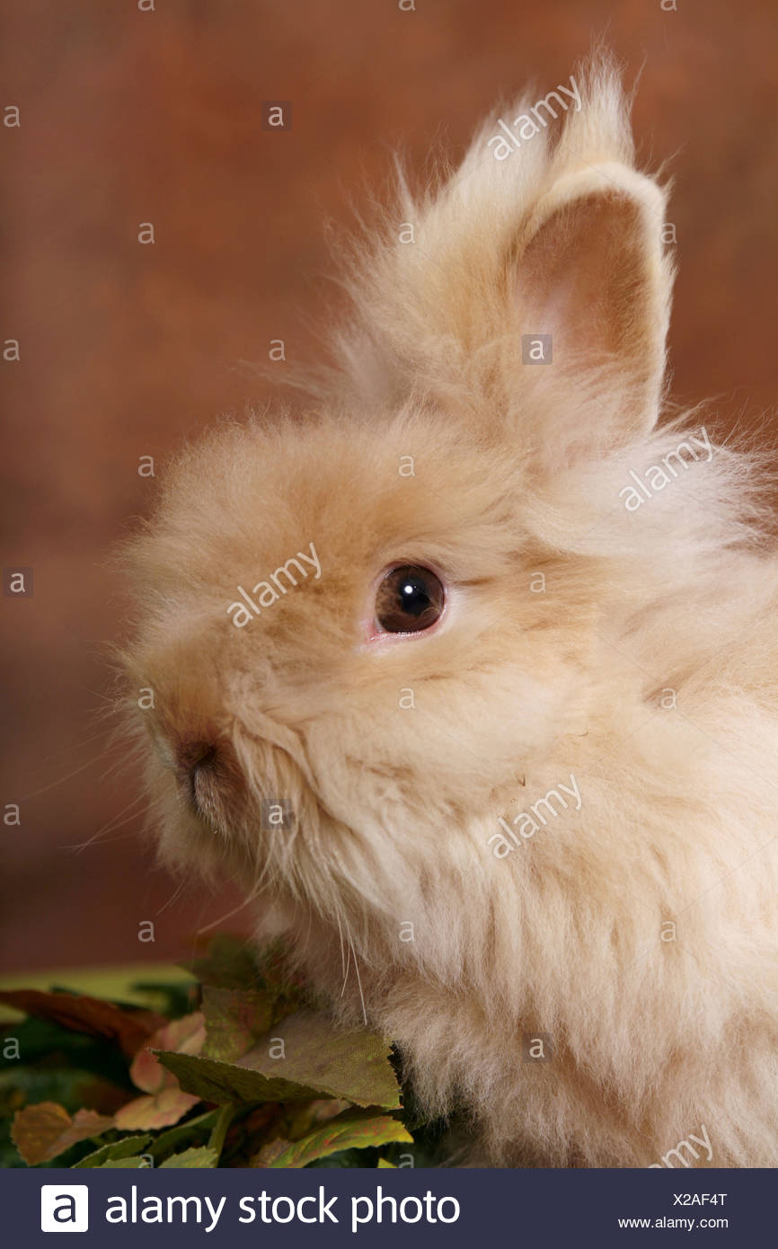 Teddy Dwarf Rabbits High Resolution Stock Photography and Images - Alamy