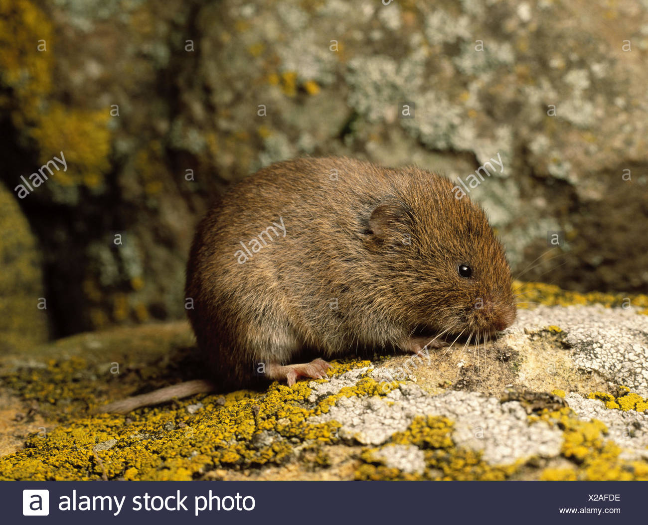 Pine Vole Stock Photos & Pine Vole Stock Images - Alamy