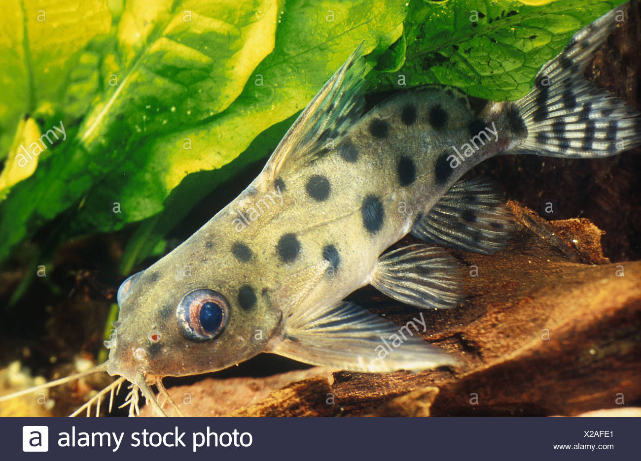 European Wels Catfish Stock Photos & European Wels Catfish Stock Images ...