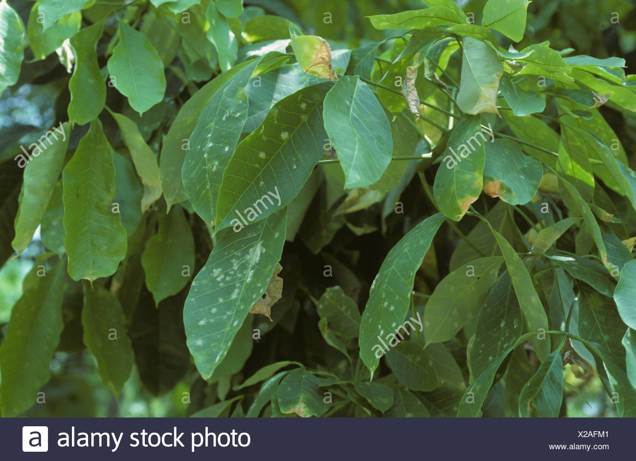 Oidium High Resolution Stock Photography and Images - Alamy