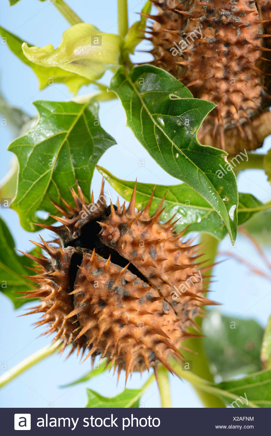 Jimson Weed High Resolution Stock Photography and Images - Alamy