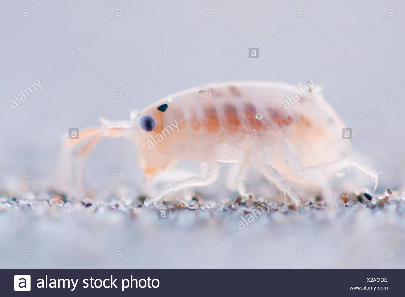 Sand Hopper High Resolution Stock Photography and Images - Alamy