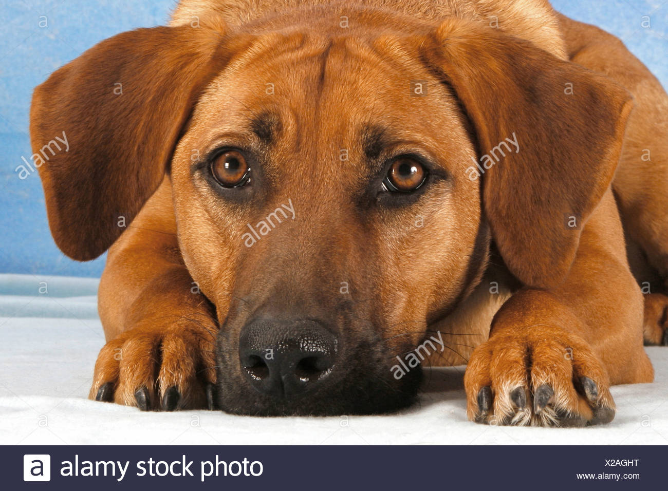 Half Breed Dog Stock Photos & Half Breed Dog Stock Images - Alamy