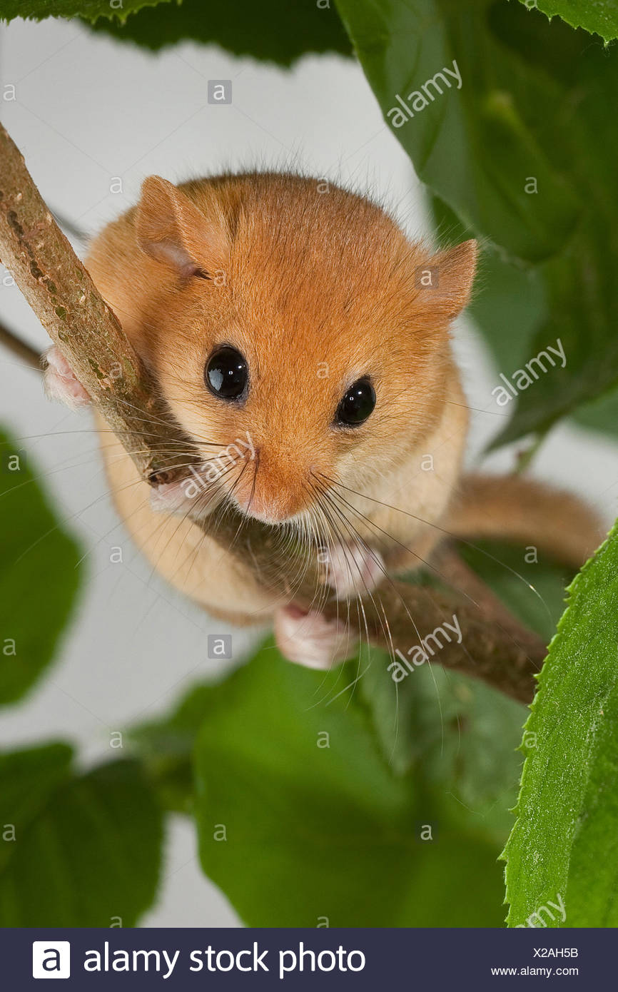 Dormouse Stock Photos & Dormouse Stock Images - Alamy