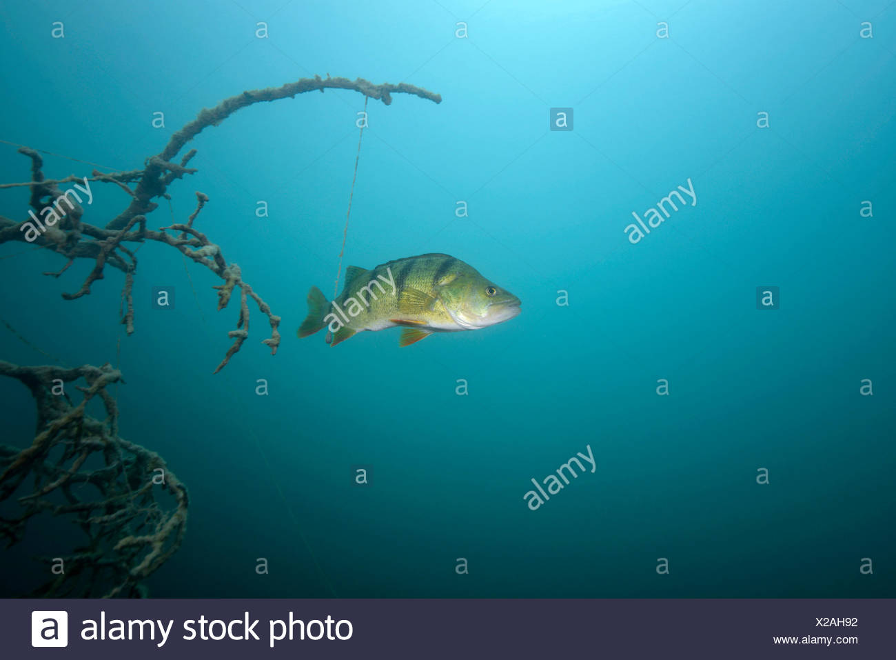 Echter Barsch High Resolution Stock Photography and Images - Alamy