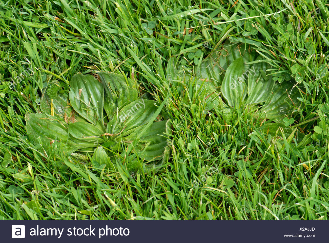 Lawn Weed Plantain High Resolution Stock Photography and Images - Alamy