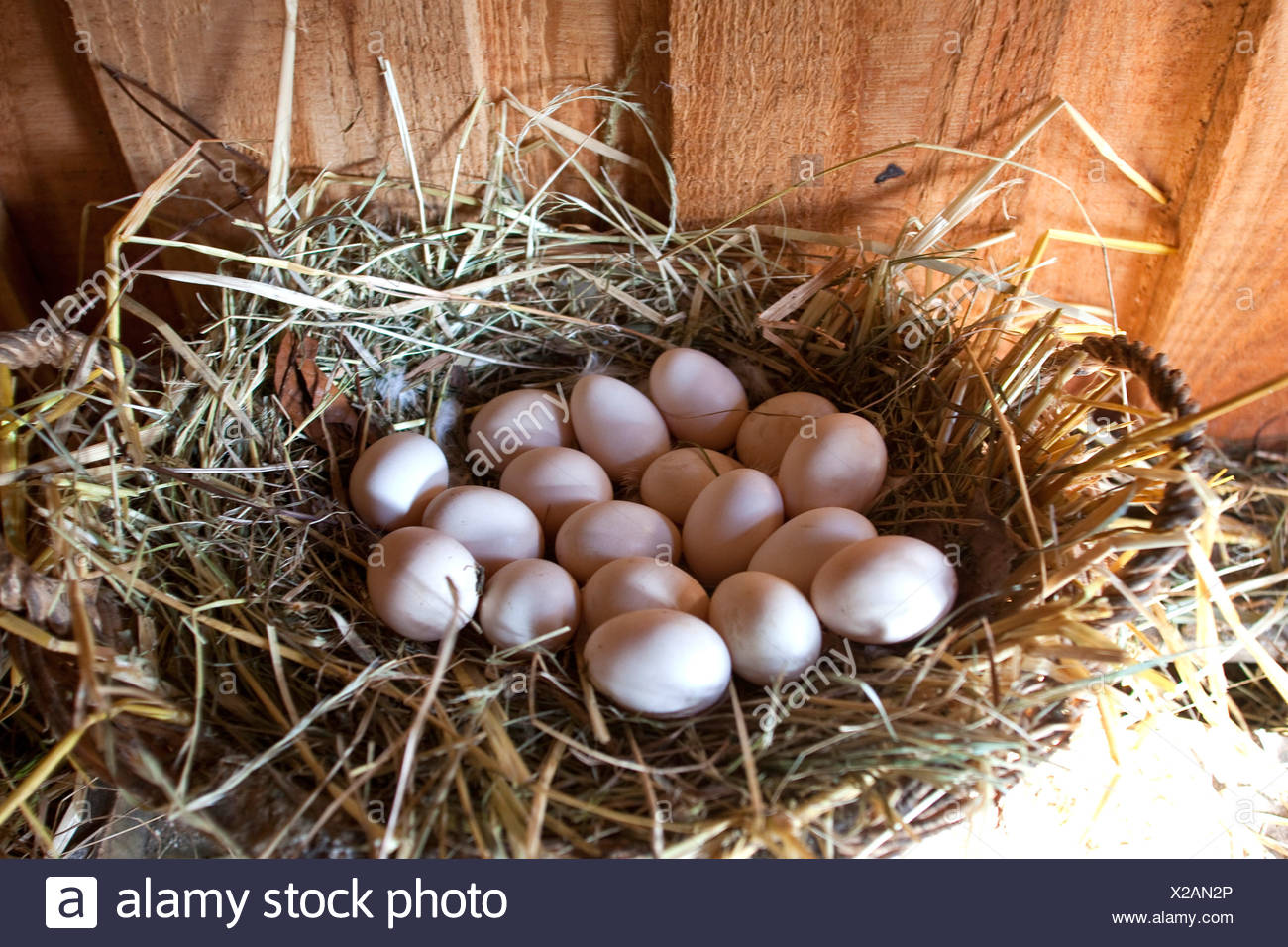 Chicken Nest High Resolution Stock Photography and Images - Alamy