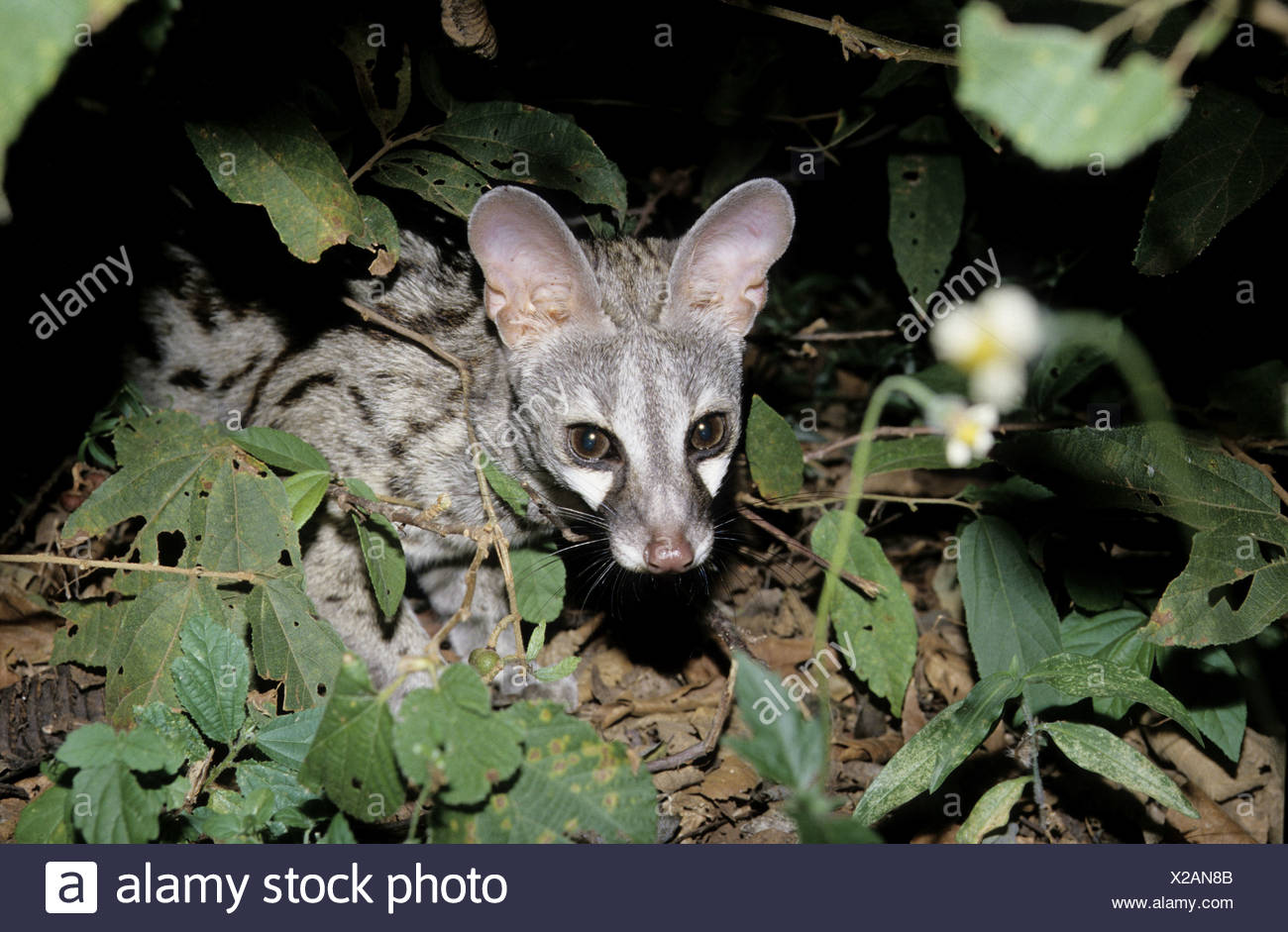 Genet South Africa High Resolution Stock Photography and Images - Alamy