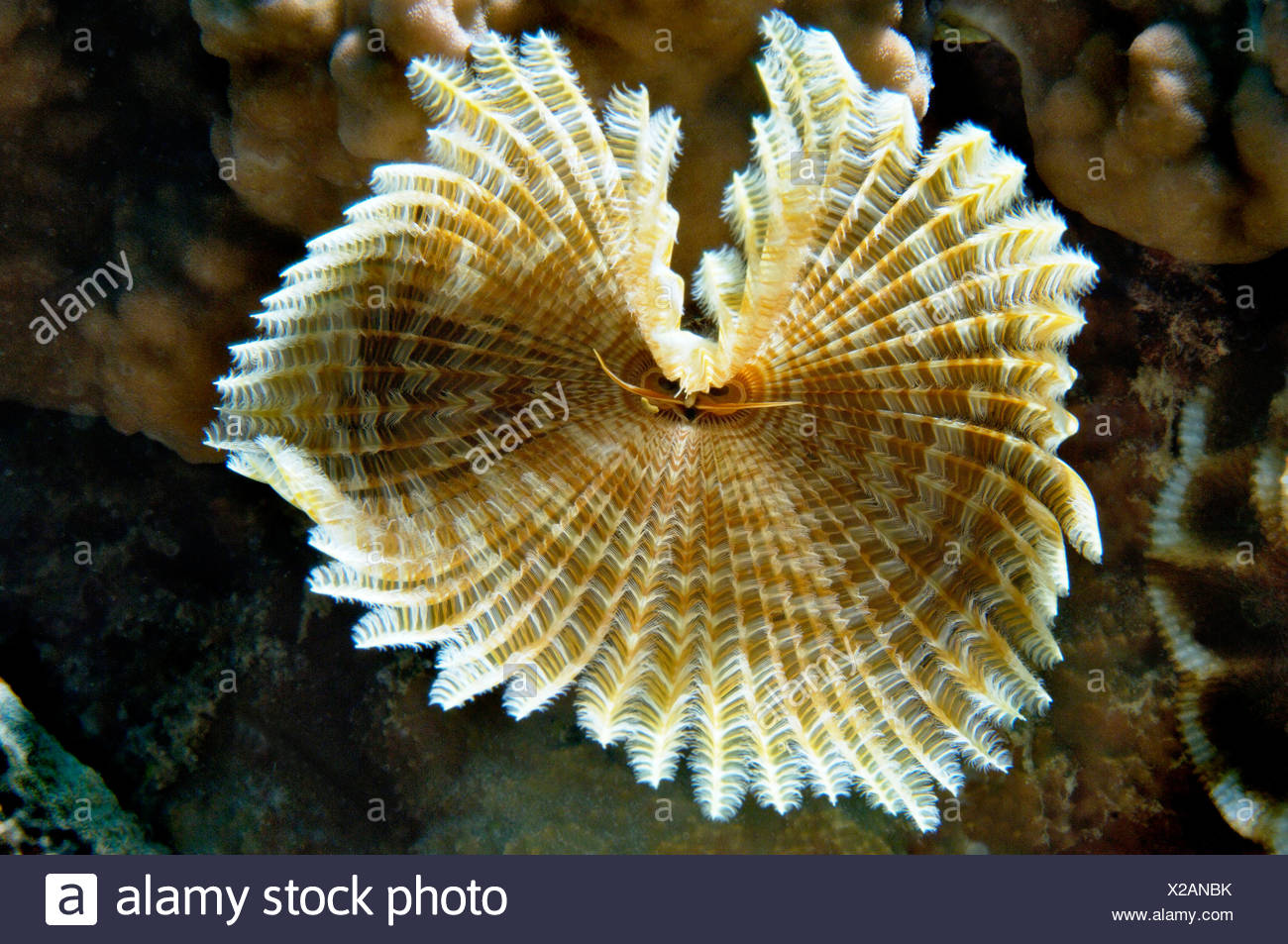 Egypt Fan High Resolution Stock Photography and Images - Alamy