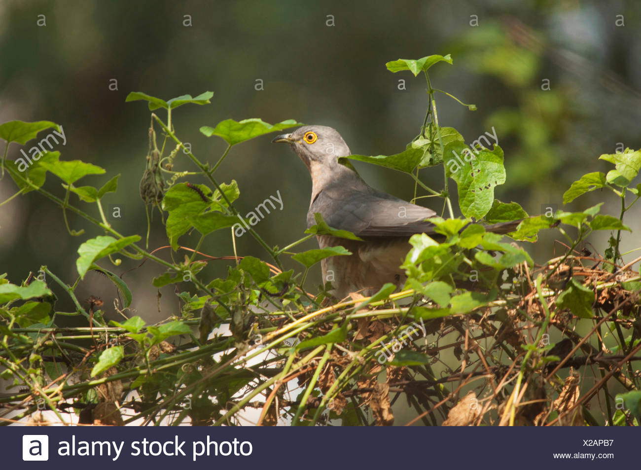 India Brain High Resolution Stock Photography and Images - Alamy