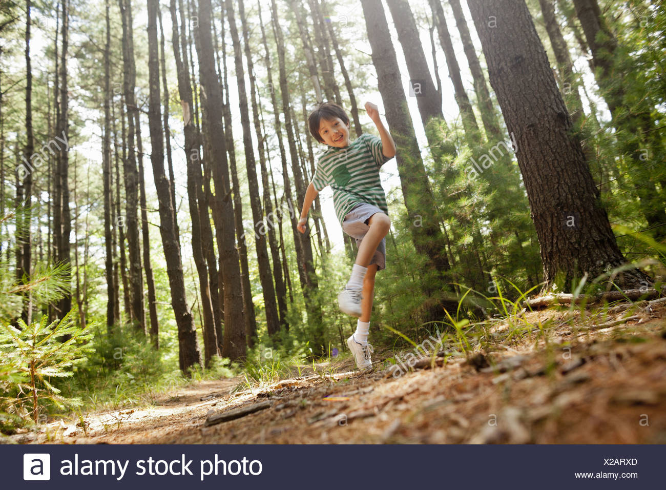 Young Pine High Resolution Stock Photography and Images - Alamy