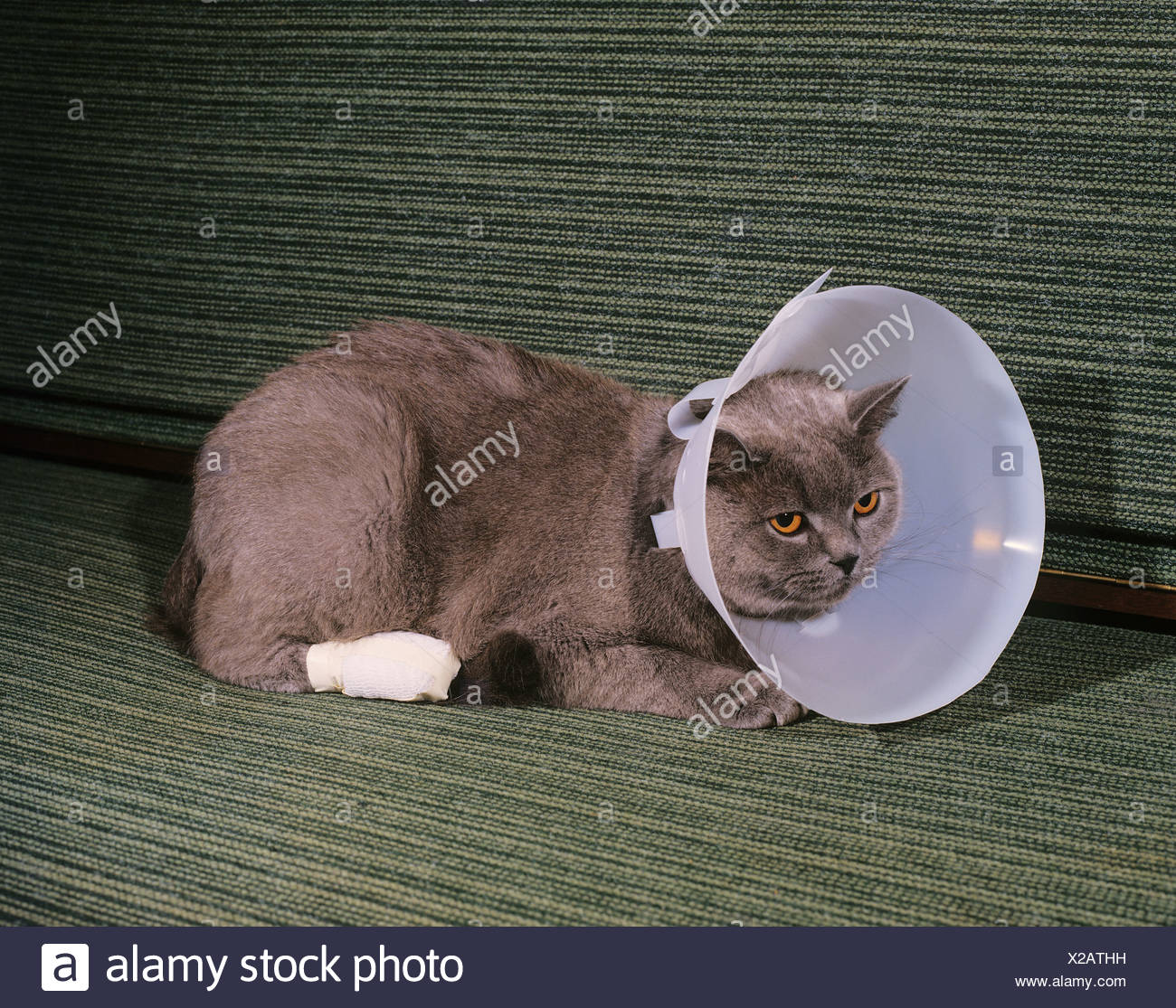 Cat Paw Bandage Stock Photos & Cat Paw Bandage Stock Images - Alamy