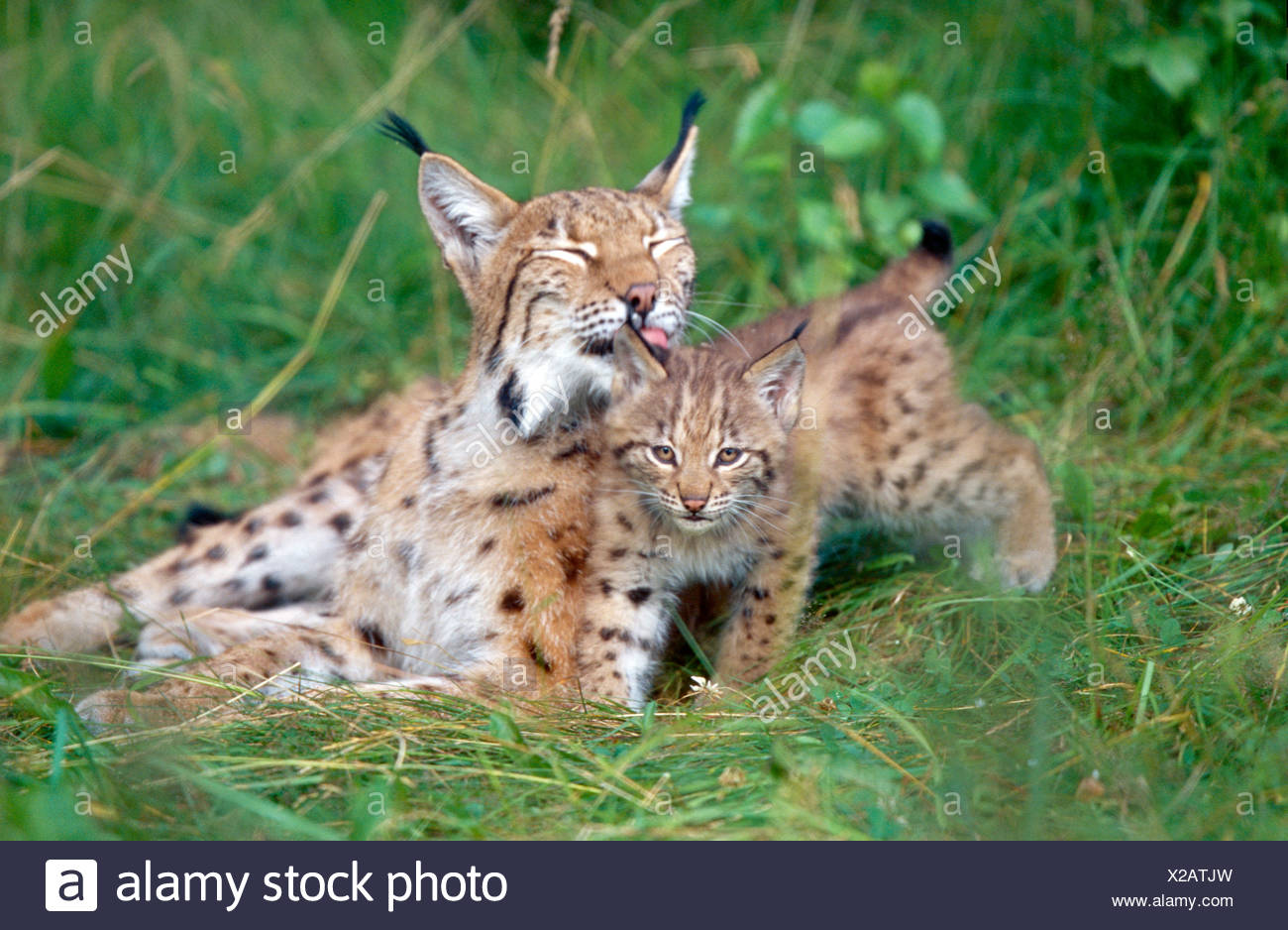 Female Lynx Cleaning High Resolution Stock Photography and Images - Alamy