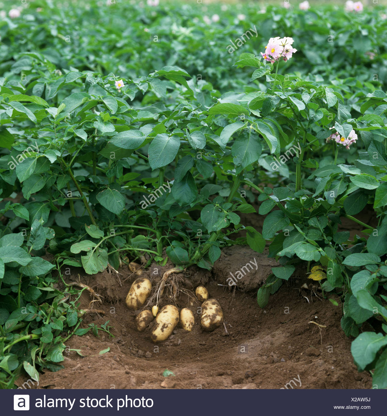 Potato Plant Flower High Resolution Stock Photography and Images - Alamy