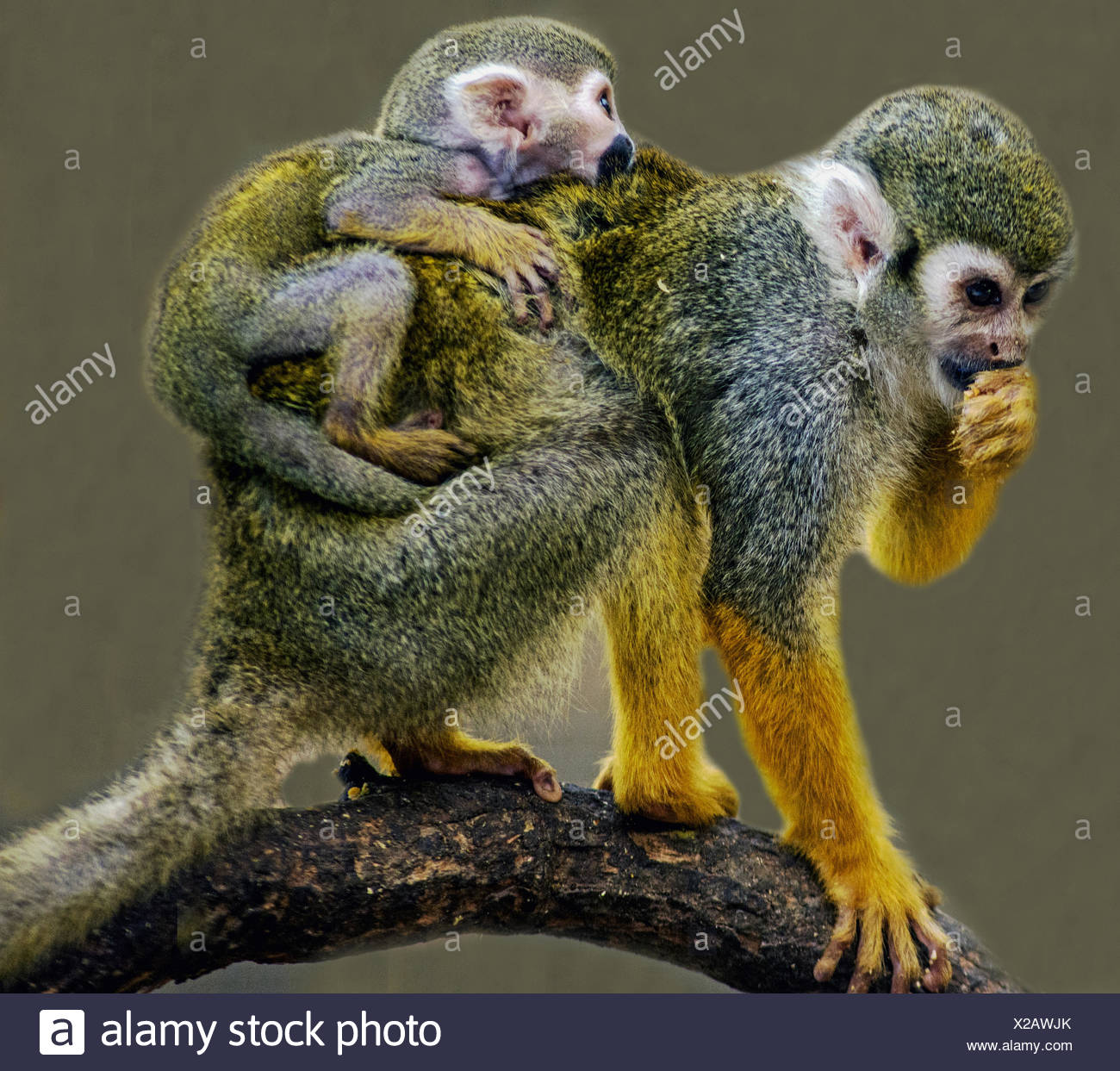 Back View Africa High Resolution Stock Photography and Images - Alamy