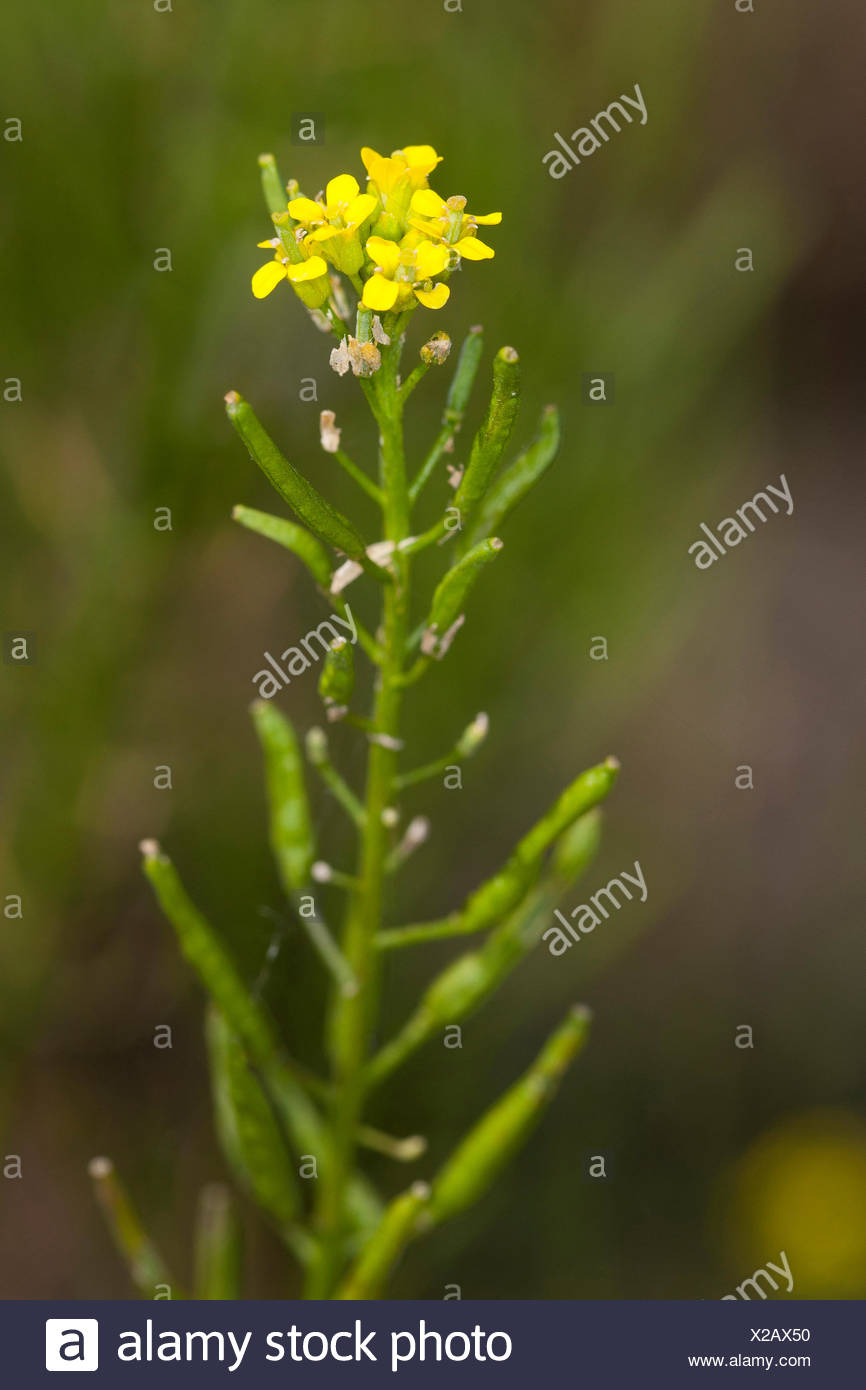 Wormseed Stock Photos & Wormseed Stock Images - Alamy