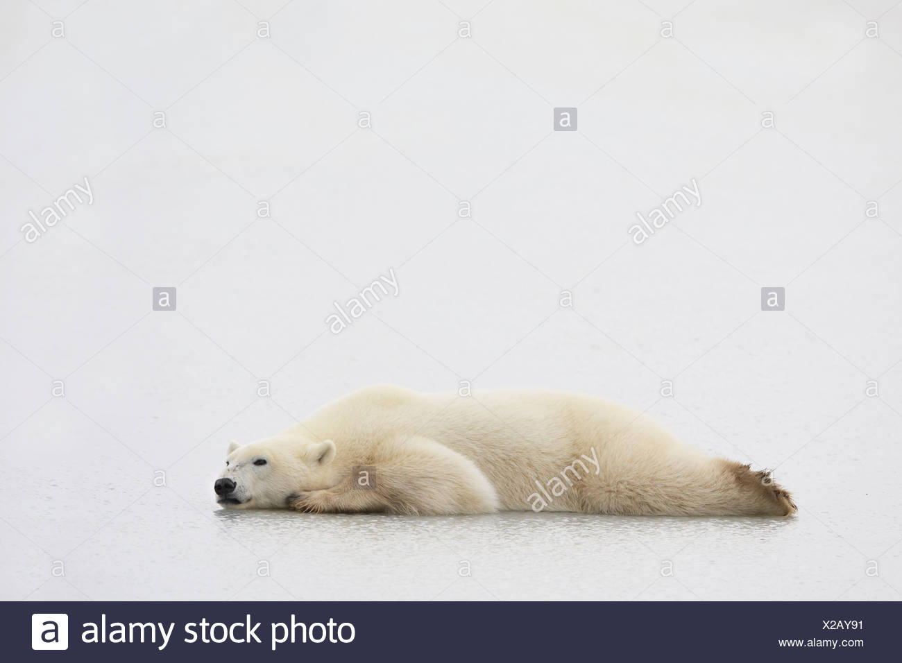 Bear Laying Down High Resolution Stock Photography and Images - Alamy