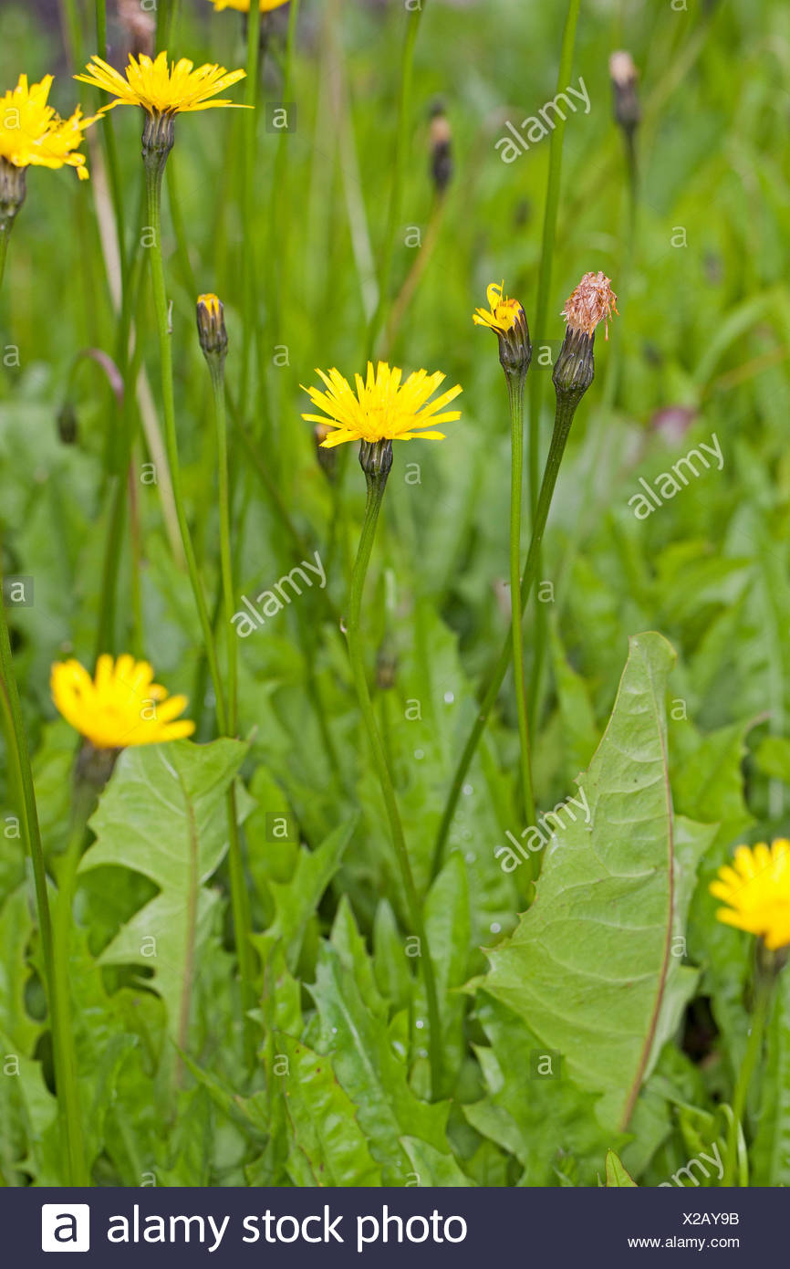 Rough Hawkbit High Resolution Stock Photography and Images - Alamy