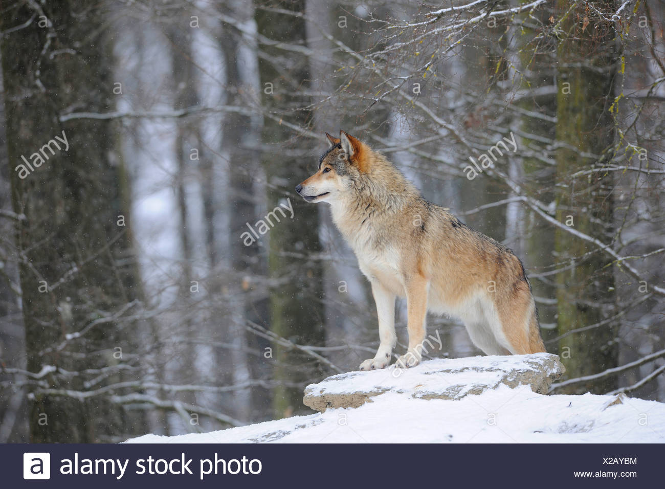 Grey Wolf Pack High Resolution Stock Photography and Images - Alamy