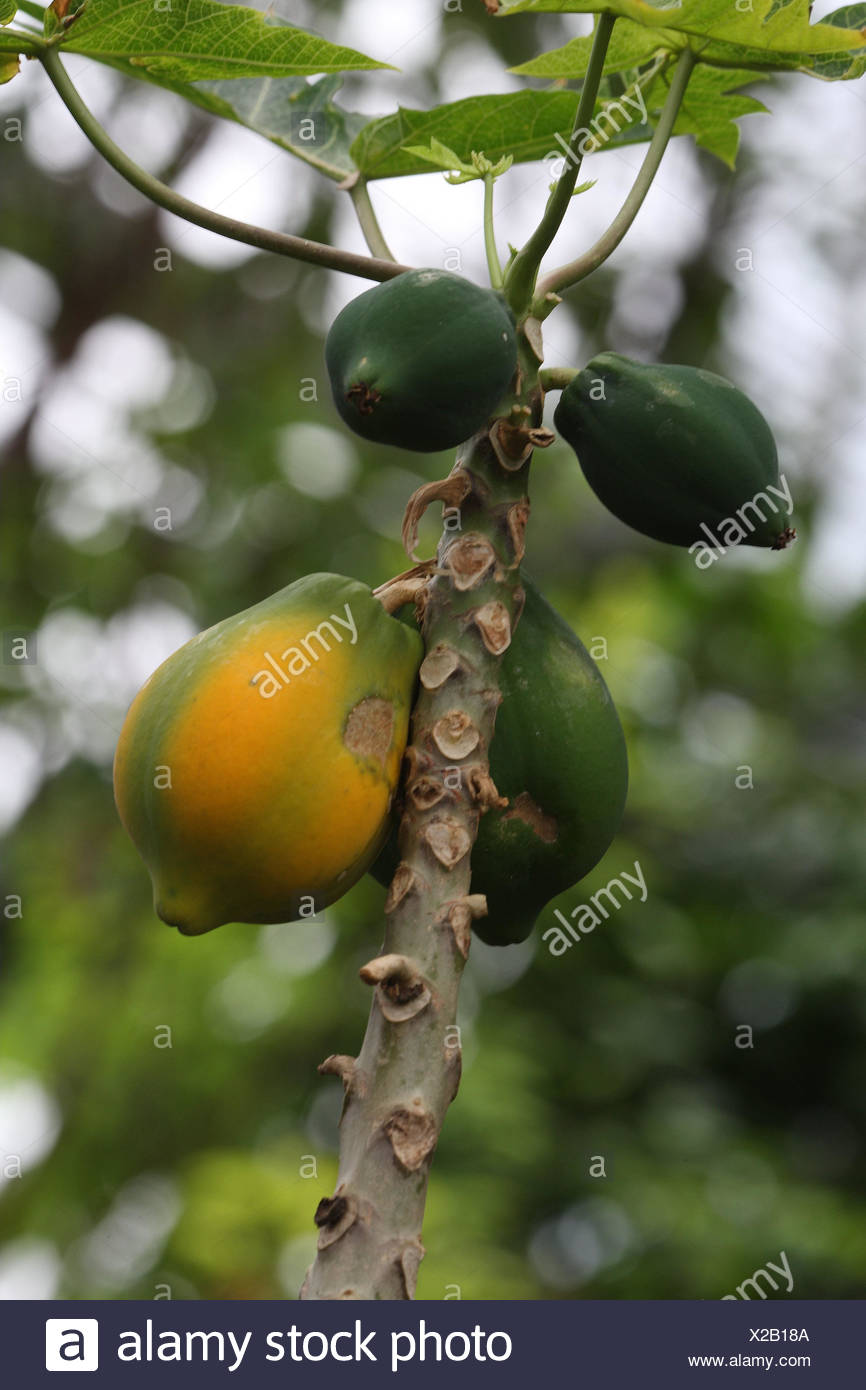 Tree Melons High Resolution Stock Photography and Images - Alamy