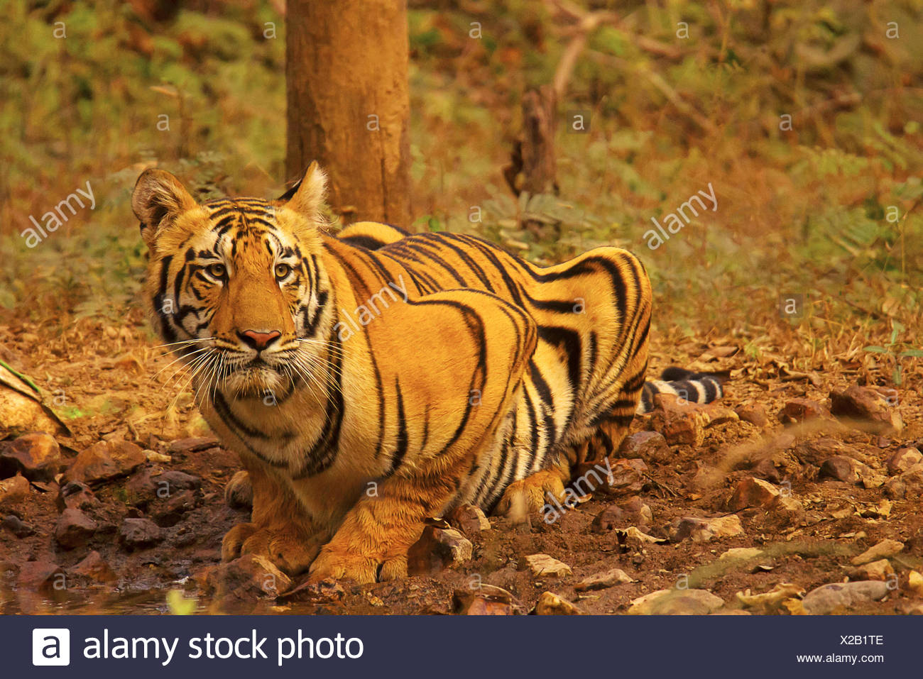 Chandi Male Cub High Resolution Stock Photography and Images - Alamy
