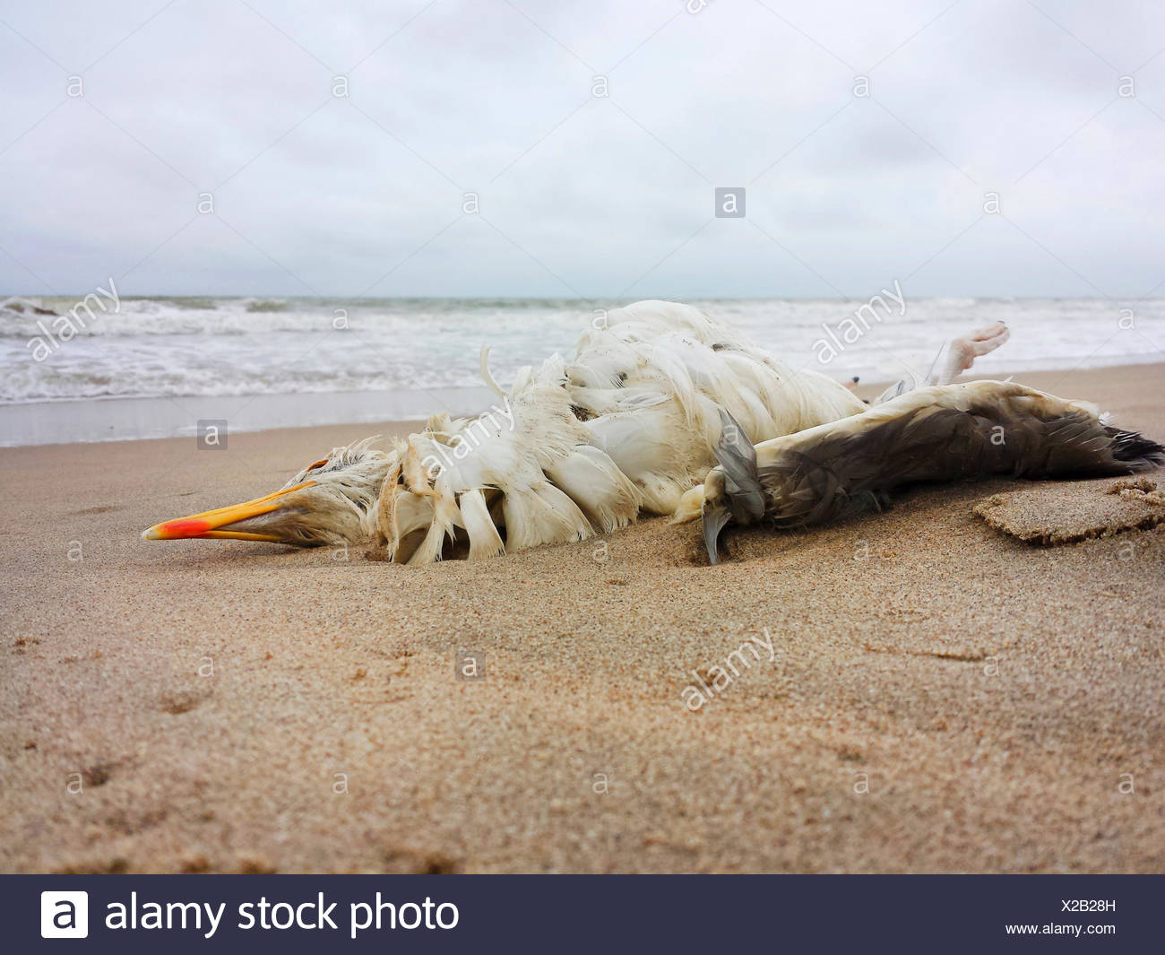Dead Gull On The Stock Photos & Dead Gull On The Stock Images - Alamy