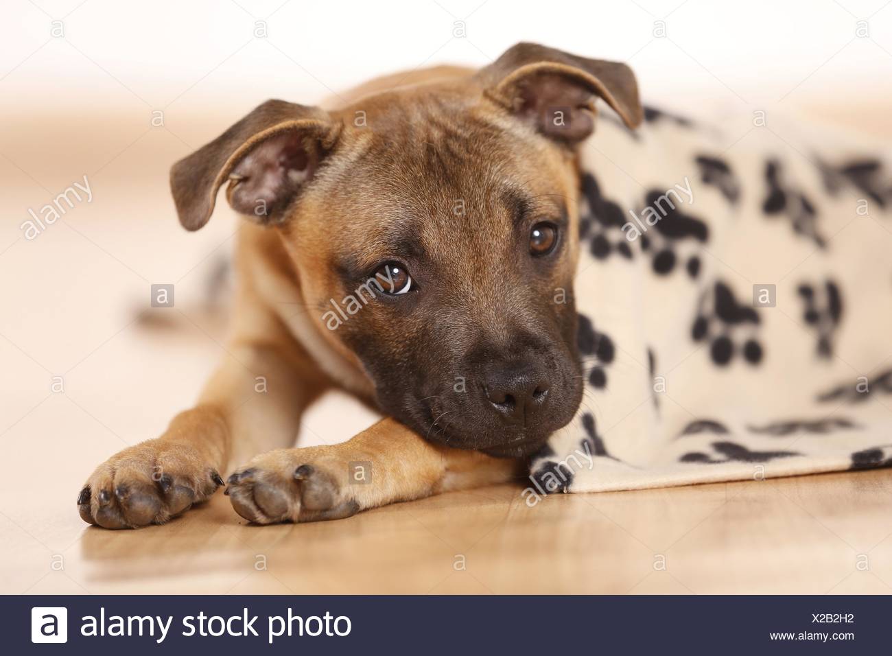 Hangdog Look Stock Photos & Hangdog Look Stock Images - Alamy
