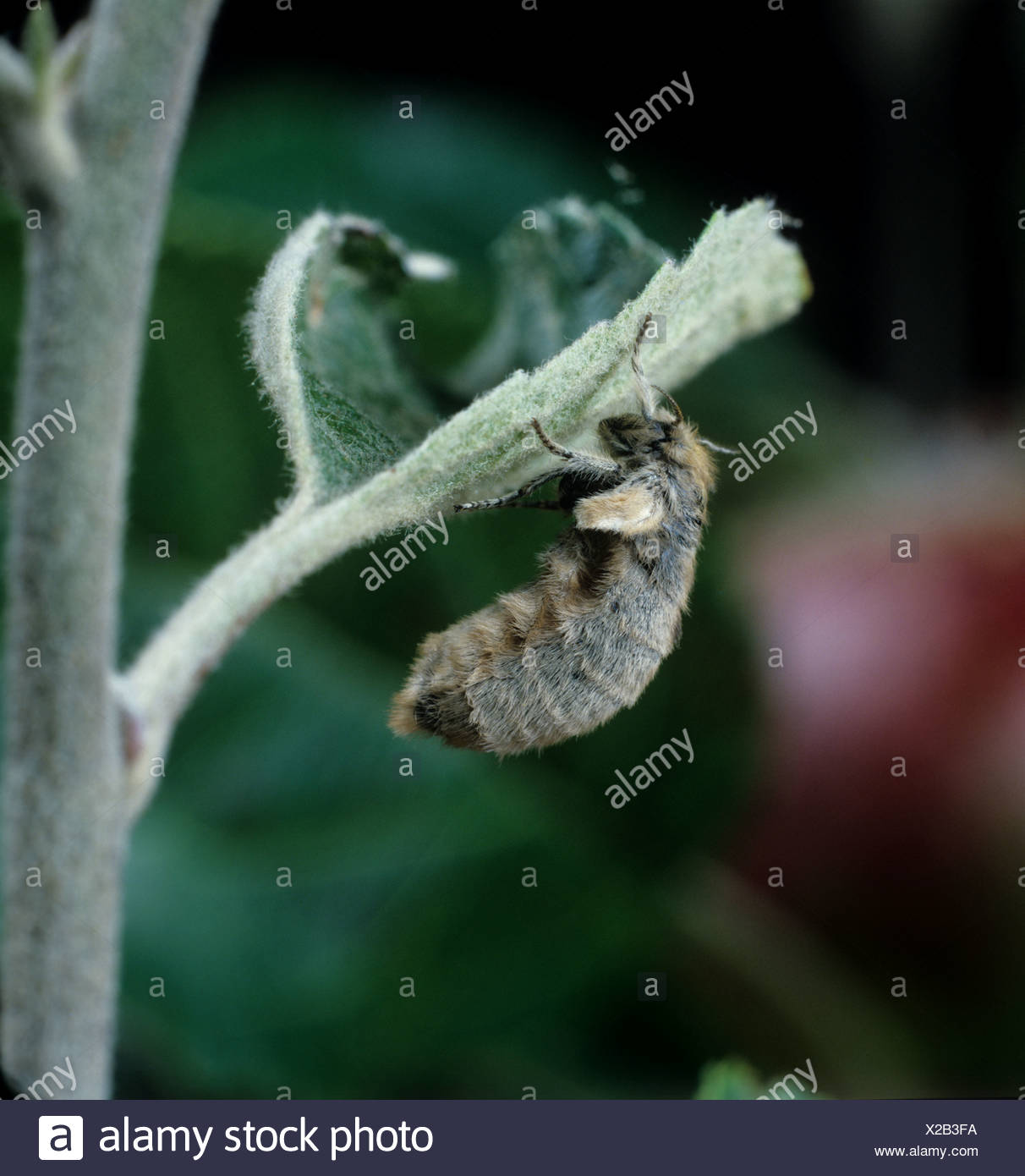 Wingless Moth High Resolution Stock Photography and Images - Alamy
