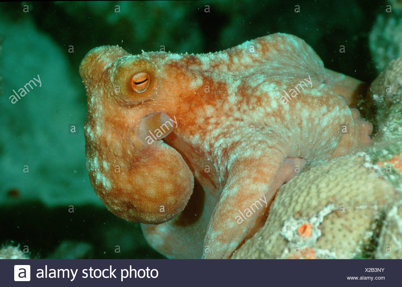 Long Armed Octopus High Resolution Stock Photography and Images - Alamy