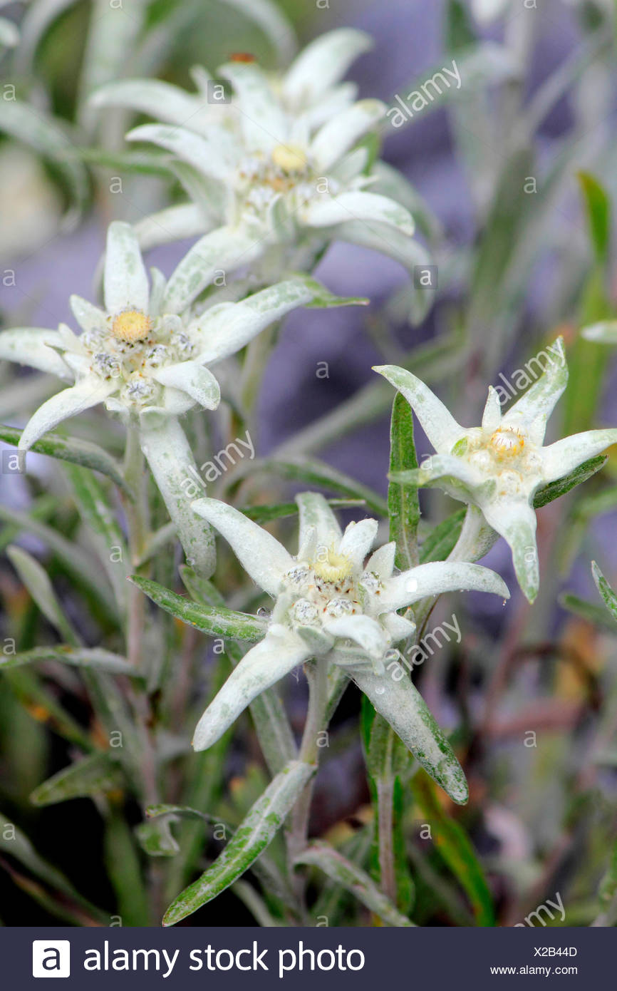 Edelweiss Plant High Resolution Stock Photography and Images - Alamy