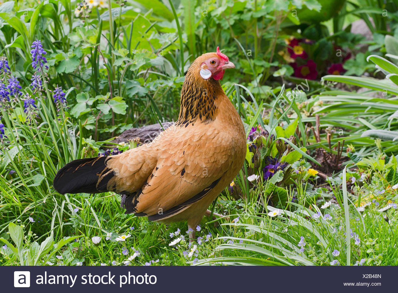 Bantam Gallus Gallus F Domestica High Resolution Stock Photography and ...