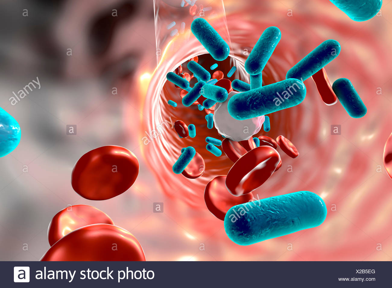 Rod Cells High Resolution Stock Photography and Images - Alamy