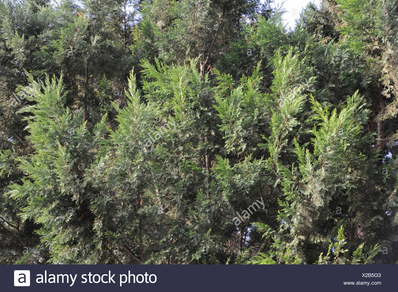 Eastern Cedar High Resolution Stock Photography and Images - Alamy