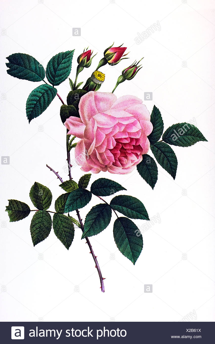 Rosa Indica Stock Photos & Rosa Indica Stock Images - Alamy