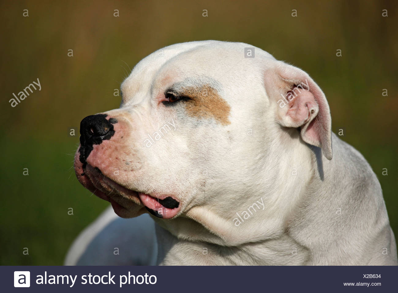 Bullenbeisser High Resolution Stock Photography and Images - Alamy